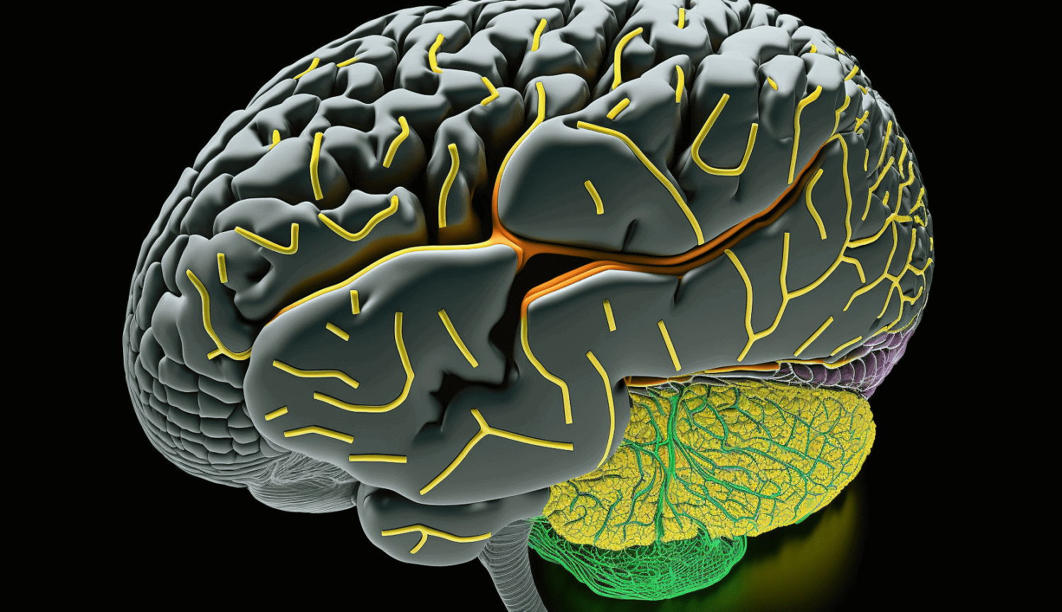 a_brain_with_highlighted_areas | Inspiritive